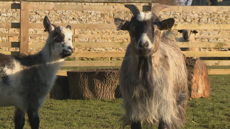 Welburn Hall School | Homepage