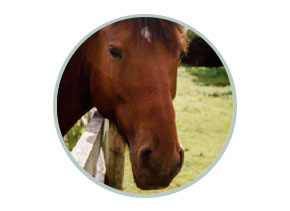 Curriculum - Welburn Hall School